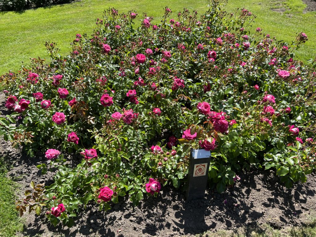 Rosariums - De Nederlandse Rozenvereniging